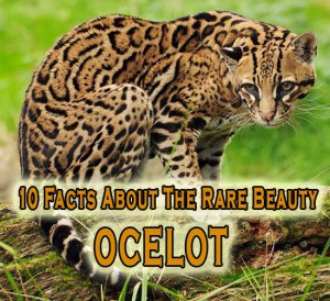 10 Facts About The Rare Beauty That Is The Ocelot Pet. Yes, see #9 ...