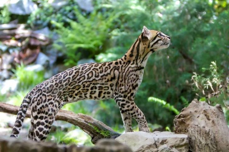 10 Facts About The Rare Beauty That Is The Ocelot Pet. Yes, see #9 – Some Want Them as PETS ...