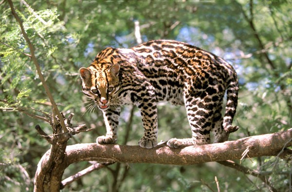 10 Facts About The Rare Beauty That Is The Ocelot Pet. Yes, see #9 ...