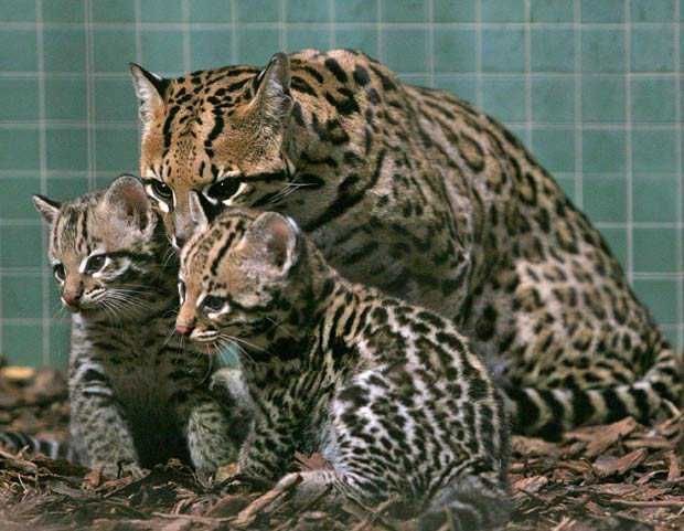 10 Facts About The Rare Beauty That Is The Ocelot Pet. Yes, see #9 – Some Want Them as PETS ...